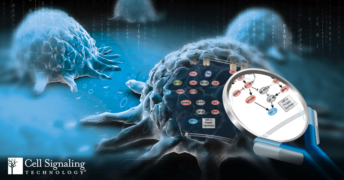 Hypoxia & Cancer: HIF-1α in oxygen sensing, metabolism & tumorigenesis Hypoxia & Cancer: HIF-1α in oxygen sensing, metabolism & tumorigenesis